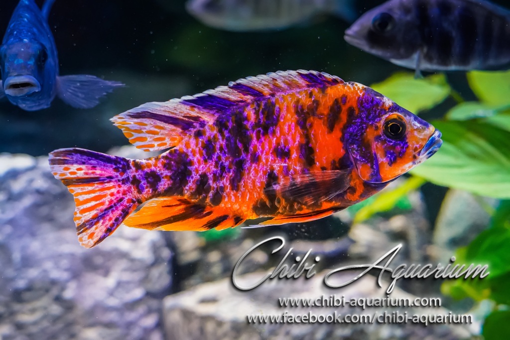 AULONOCARA SP. OB PEACOCK - Chibi-Aquarium