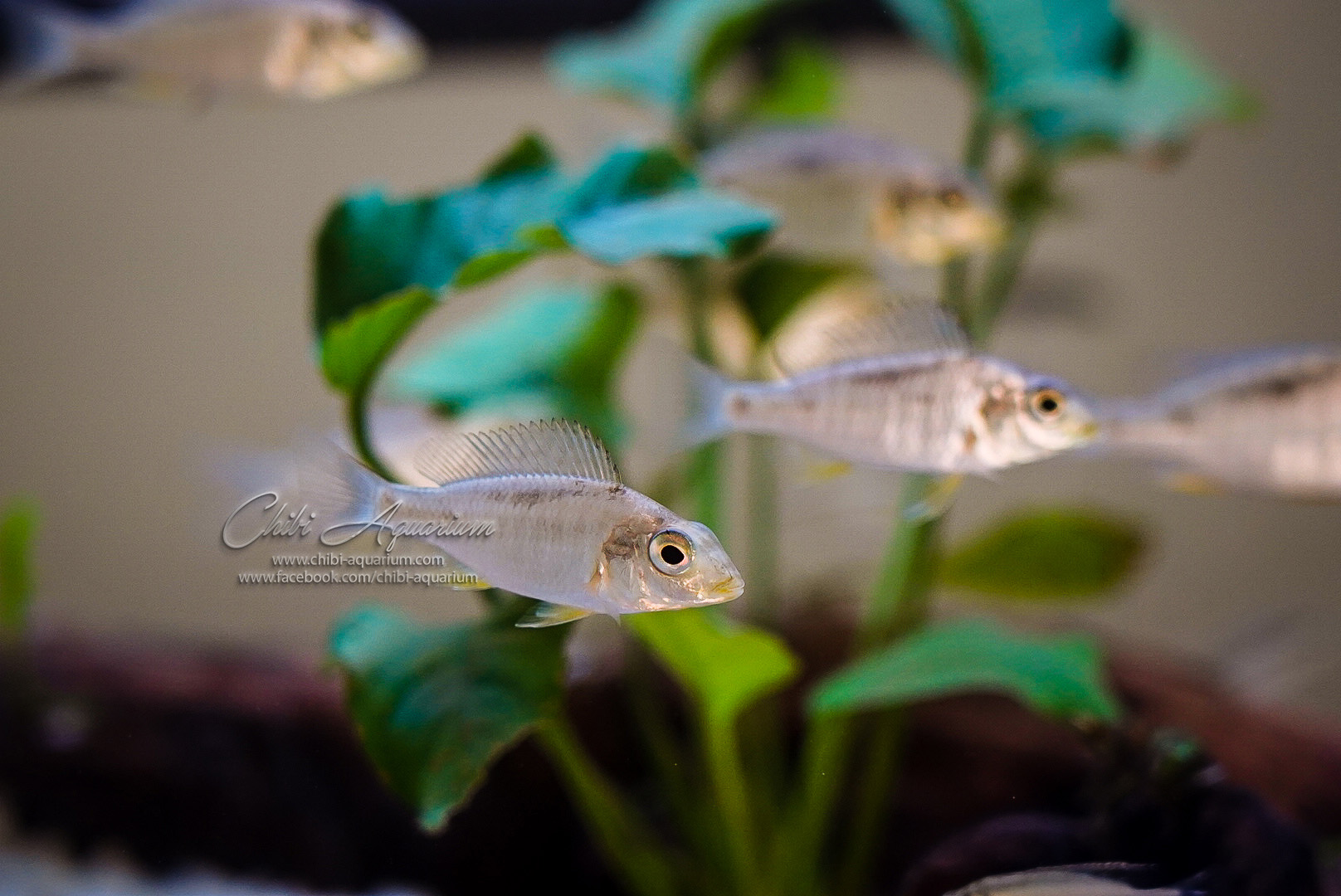 TAENIOLETHRINOPS FURCICAUDA - Chibi-Aquarium