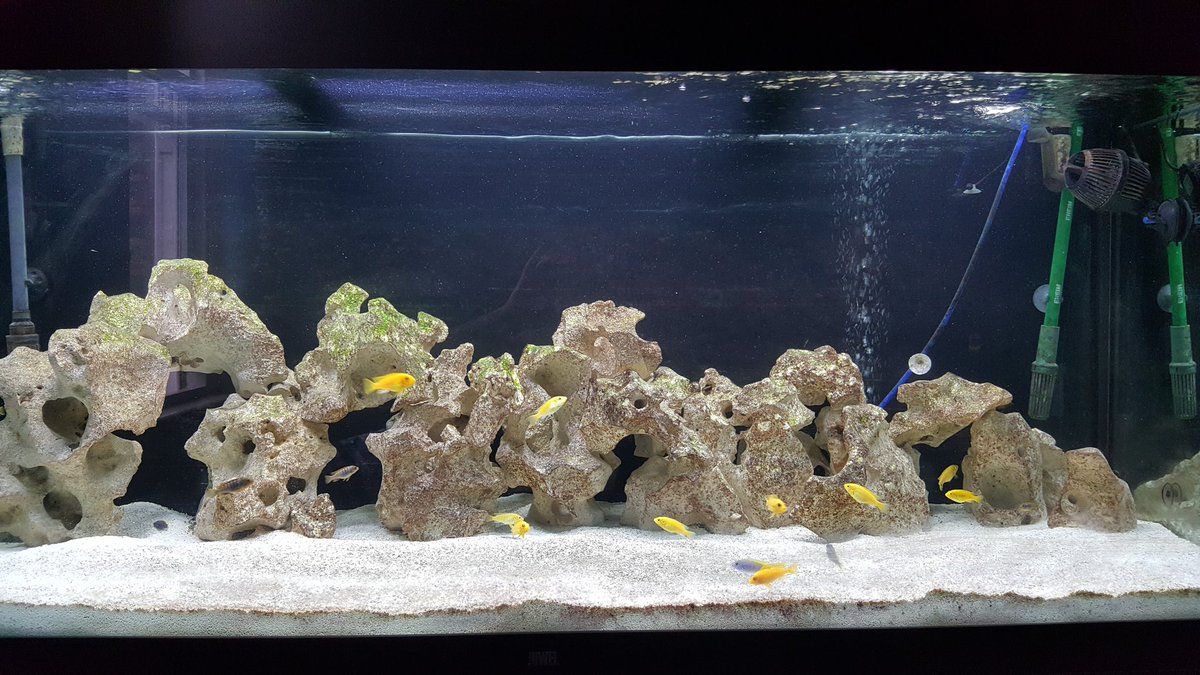 Yellow Lab Cichlid Tank