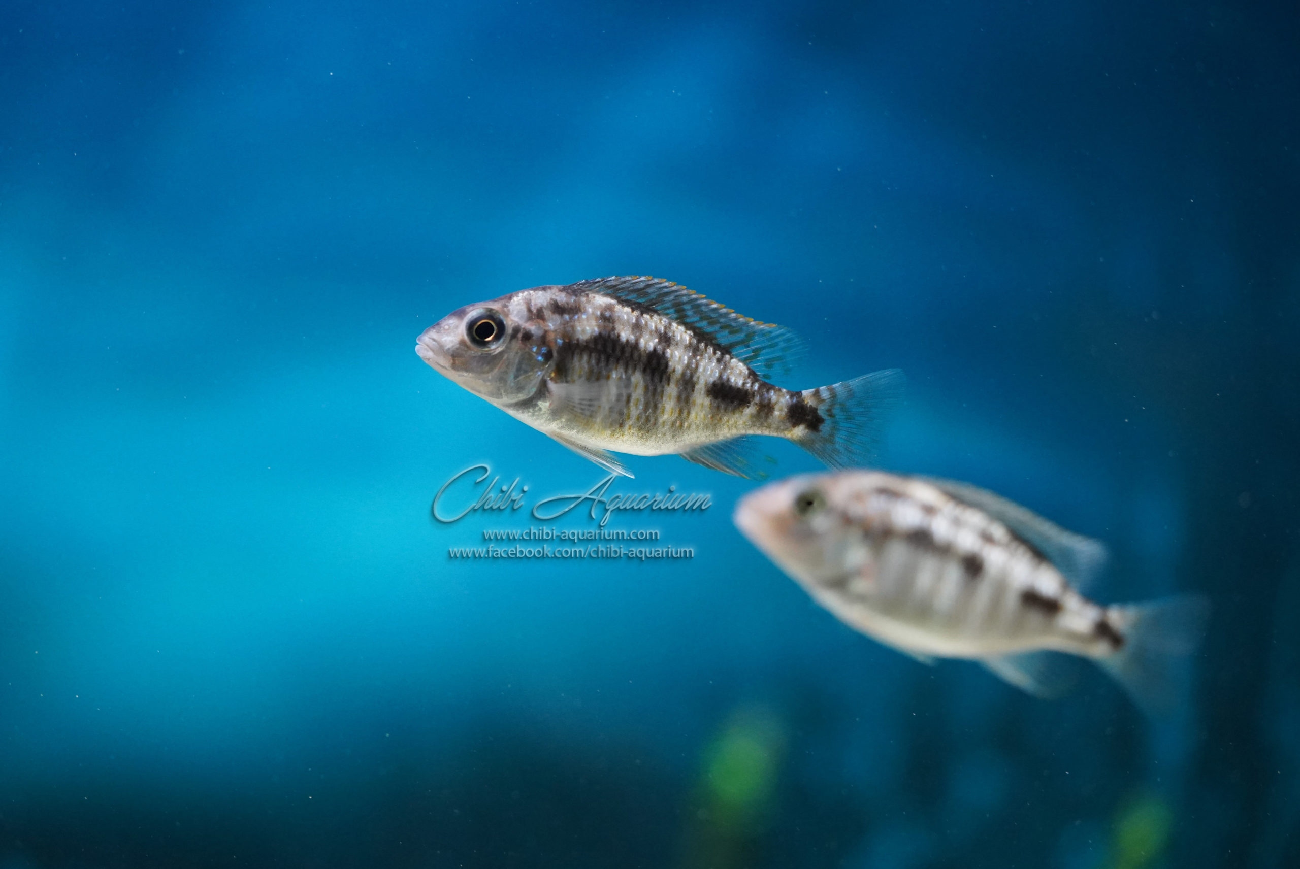 Super VC-10 update - Chibi-Aquarium