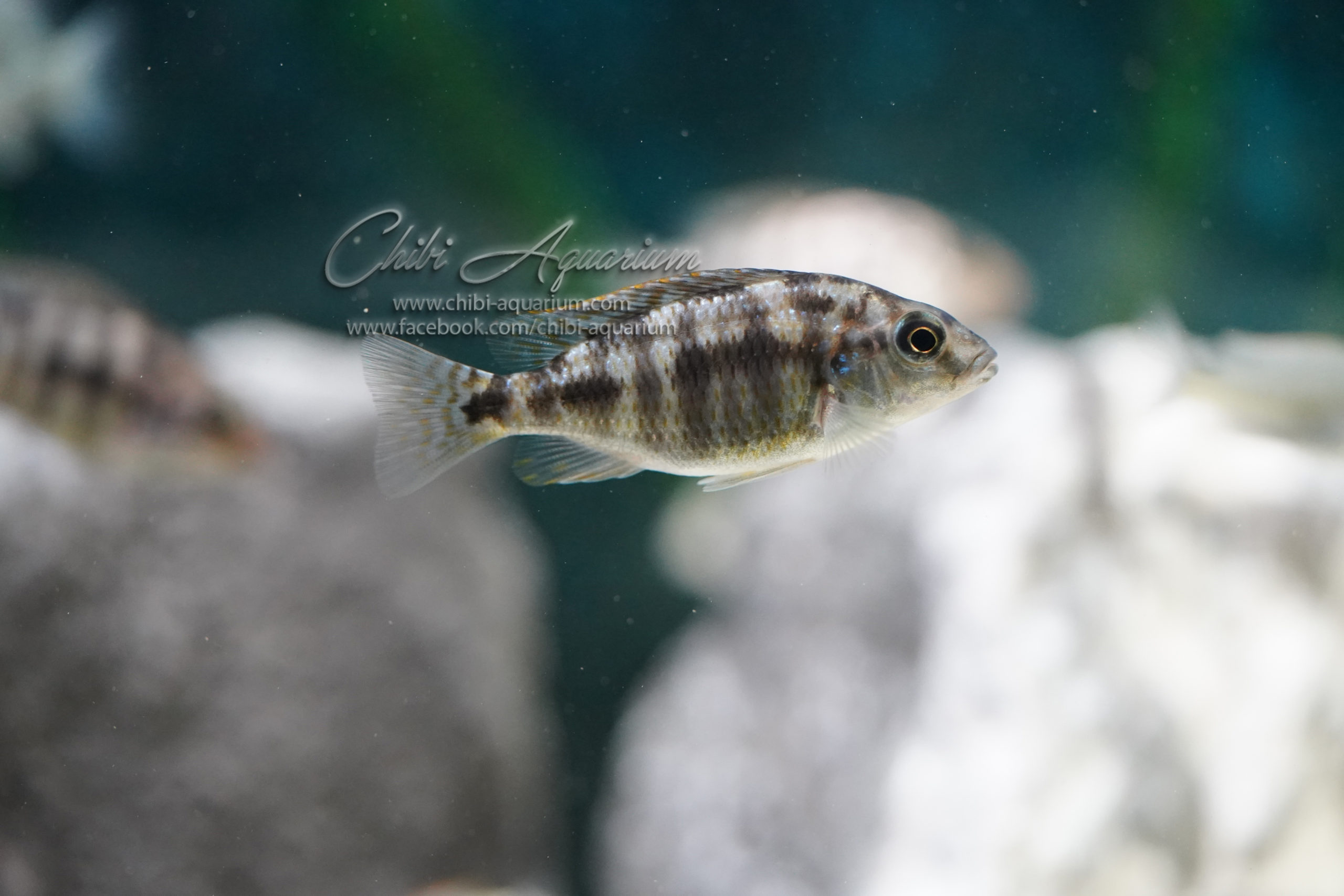 Super VC-10 update - Chibi-Aquarium