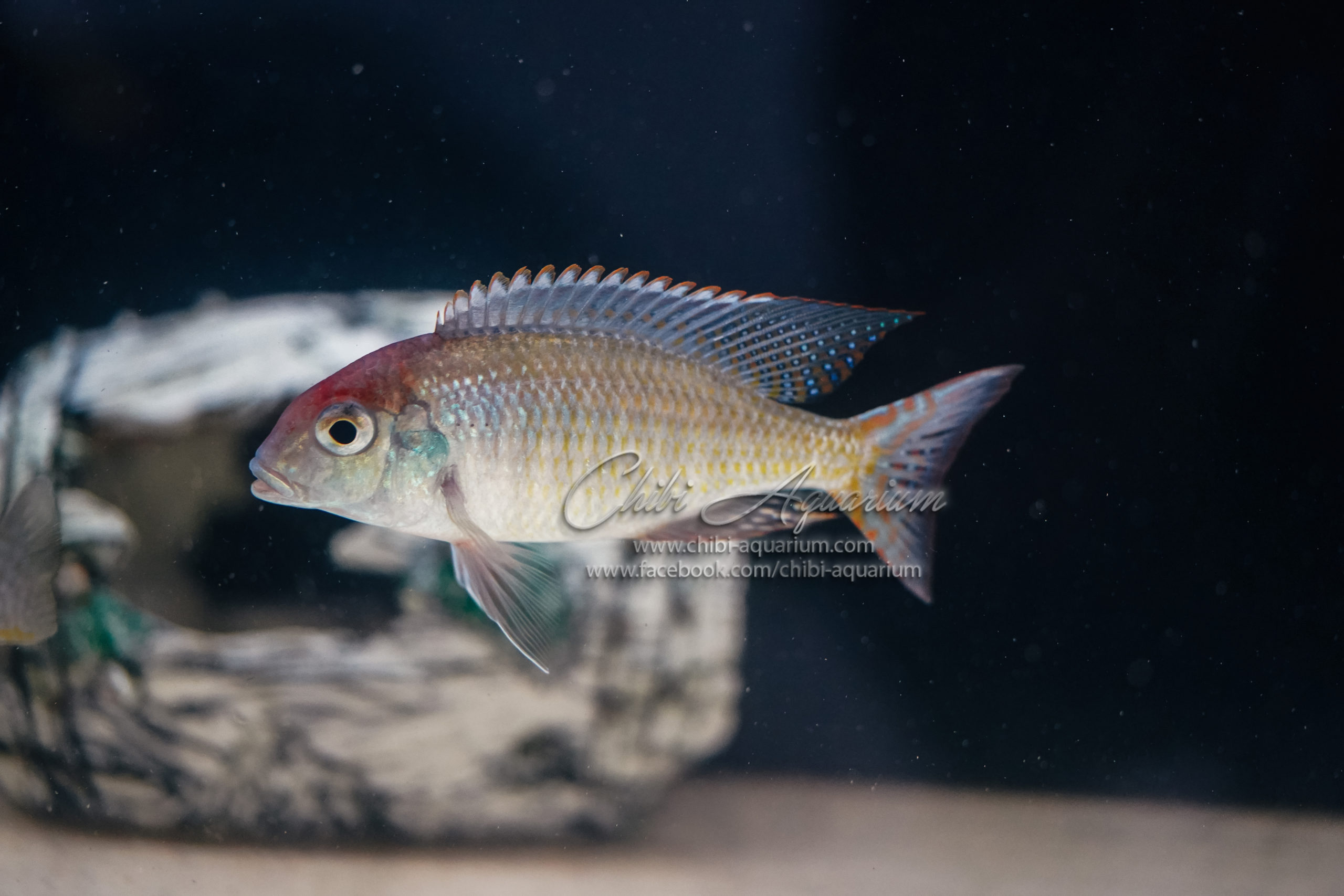 more red caps pictures - Chibi-Aquarium