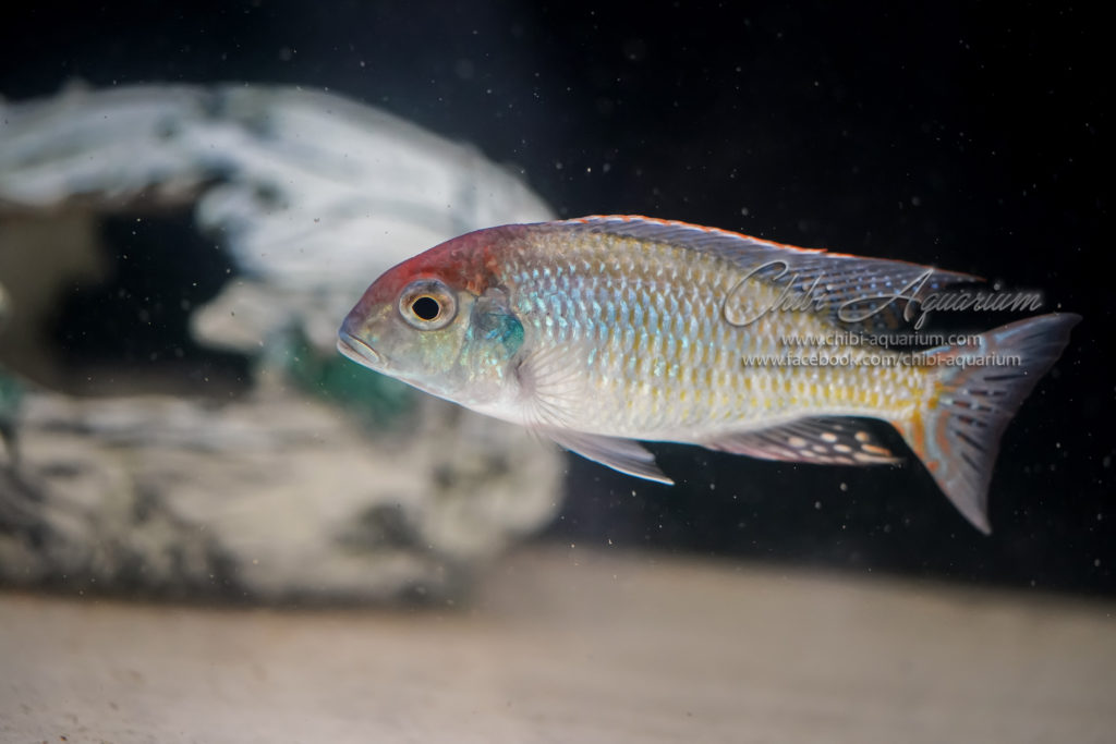 More Red Caps Pictures - Chibi-Aquarium