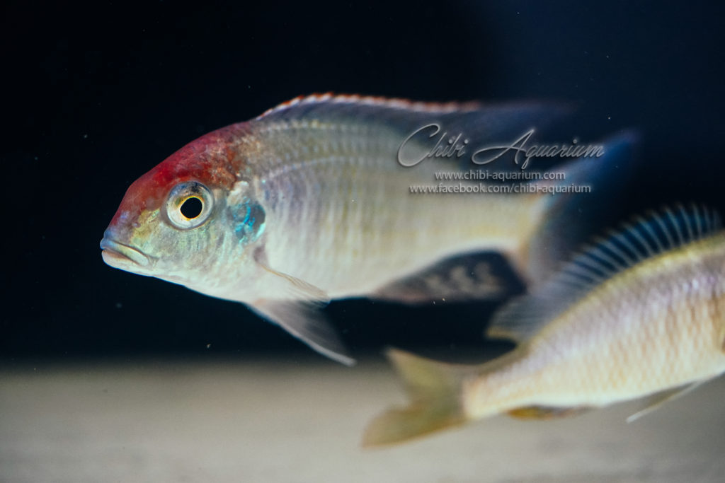 Red Caps Male/Female Now Available! - Chibi-Aquarium