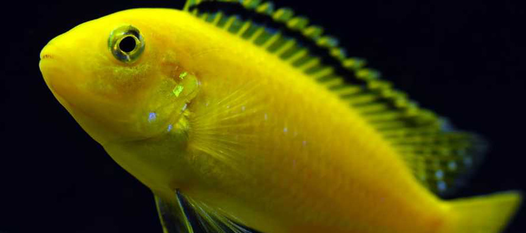 Some Yellow Labs For Sale - Chibi-Aquarium