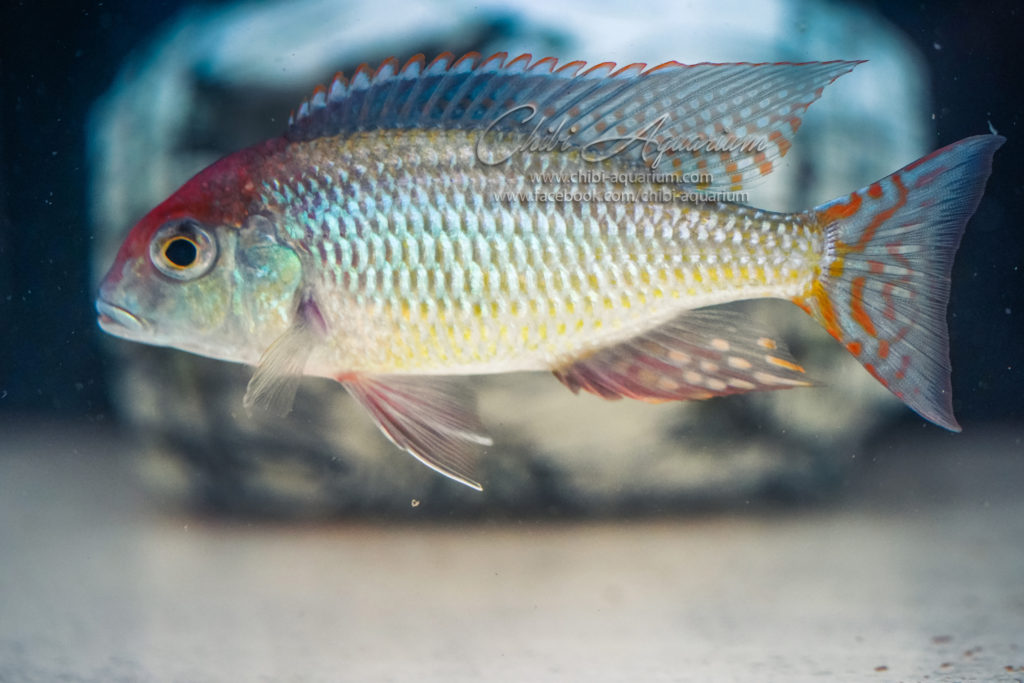 New Red Caps Pics - Chibi-Aquarium