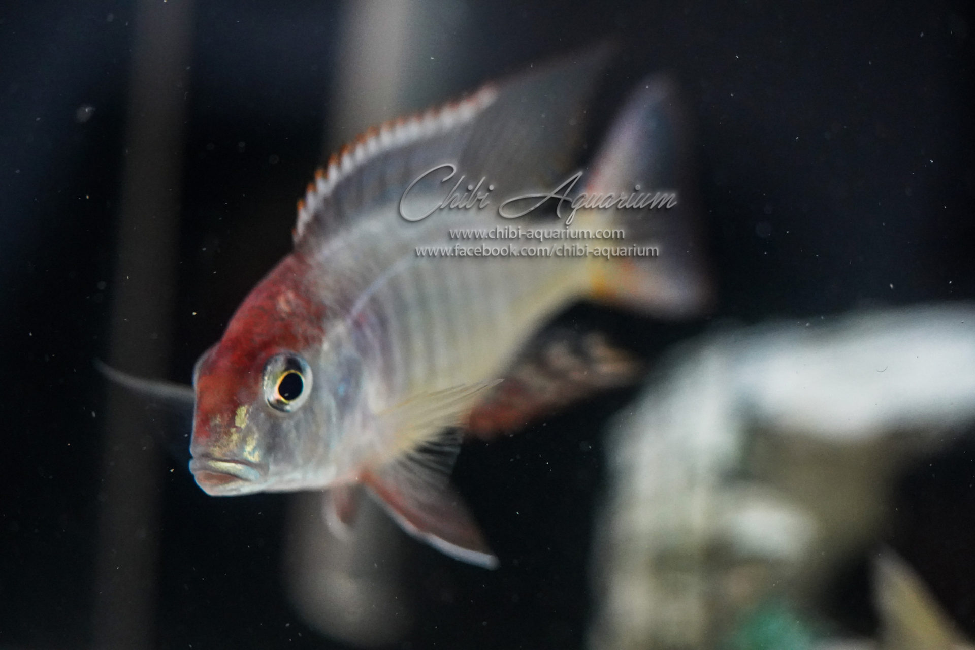 Red Caps Male/Female Now Available! - Chibi-Aquarium
