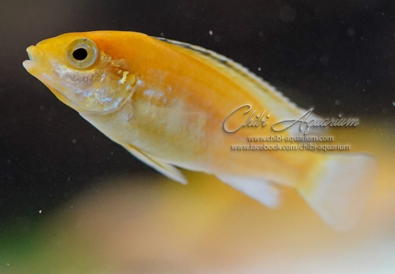 2" Yellow Labs Now Available - Chibi-Aquarium