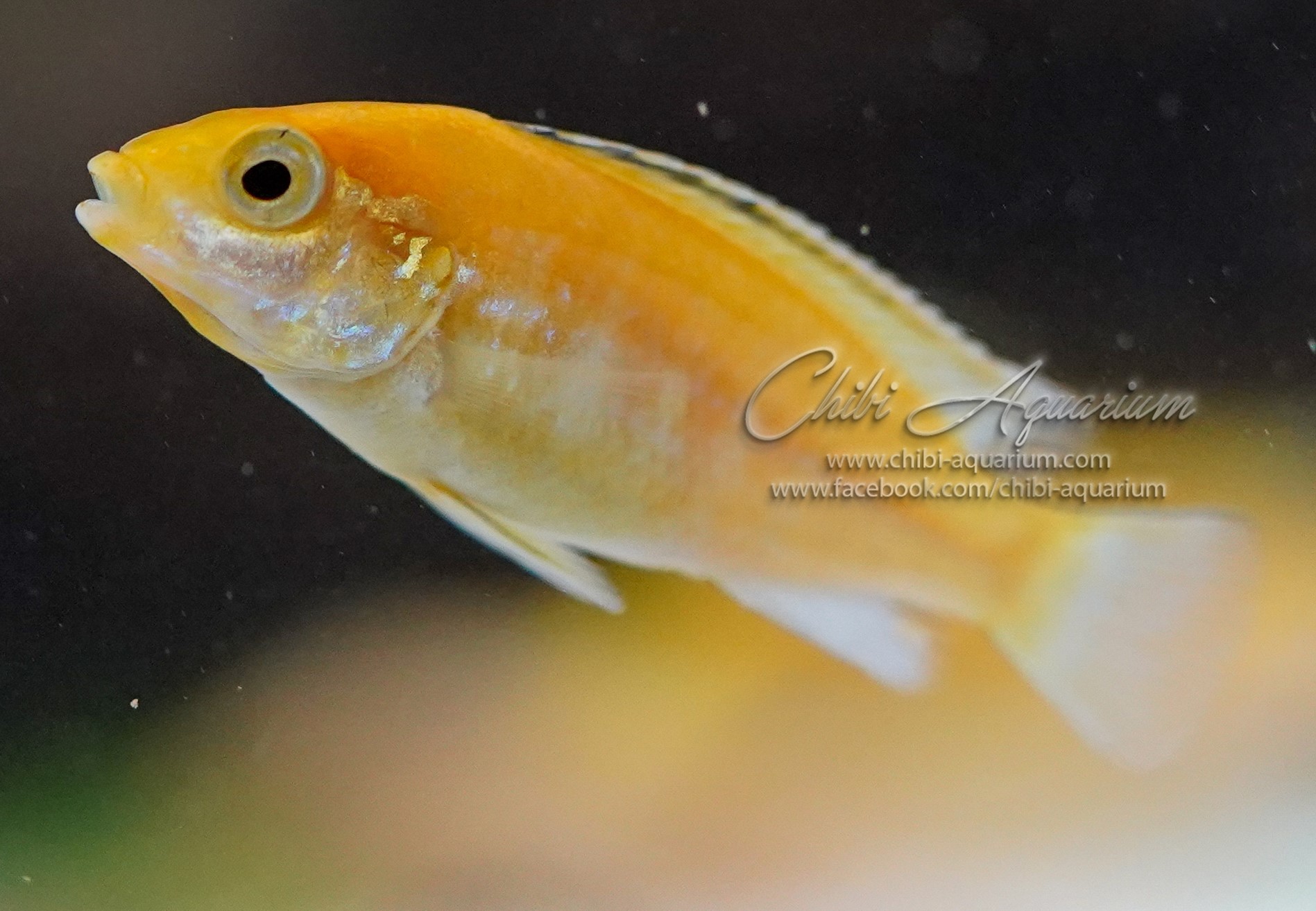 LABIDOCHROMIS CAERULEUS (Yellow Lab) - Chibi-Aquarium
