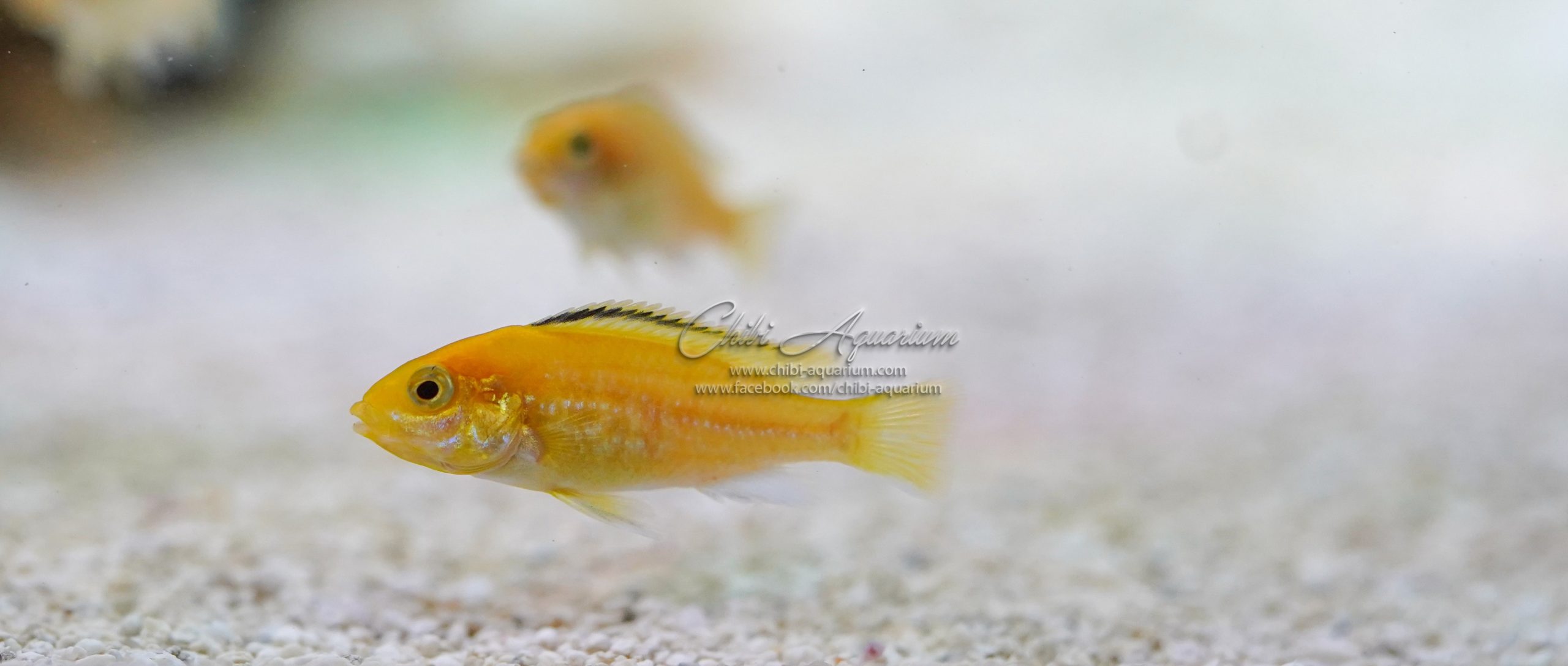 Electric Yellow Cichlid Fry