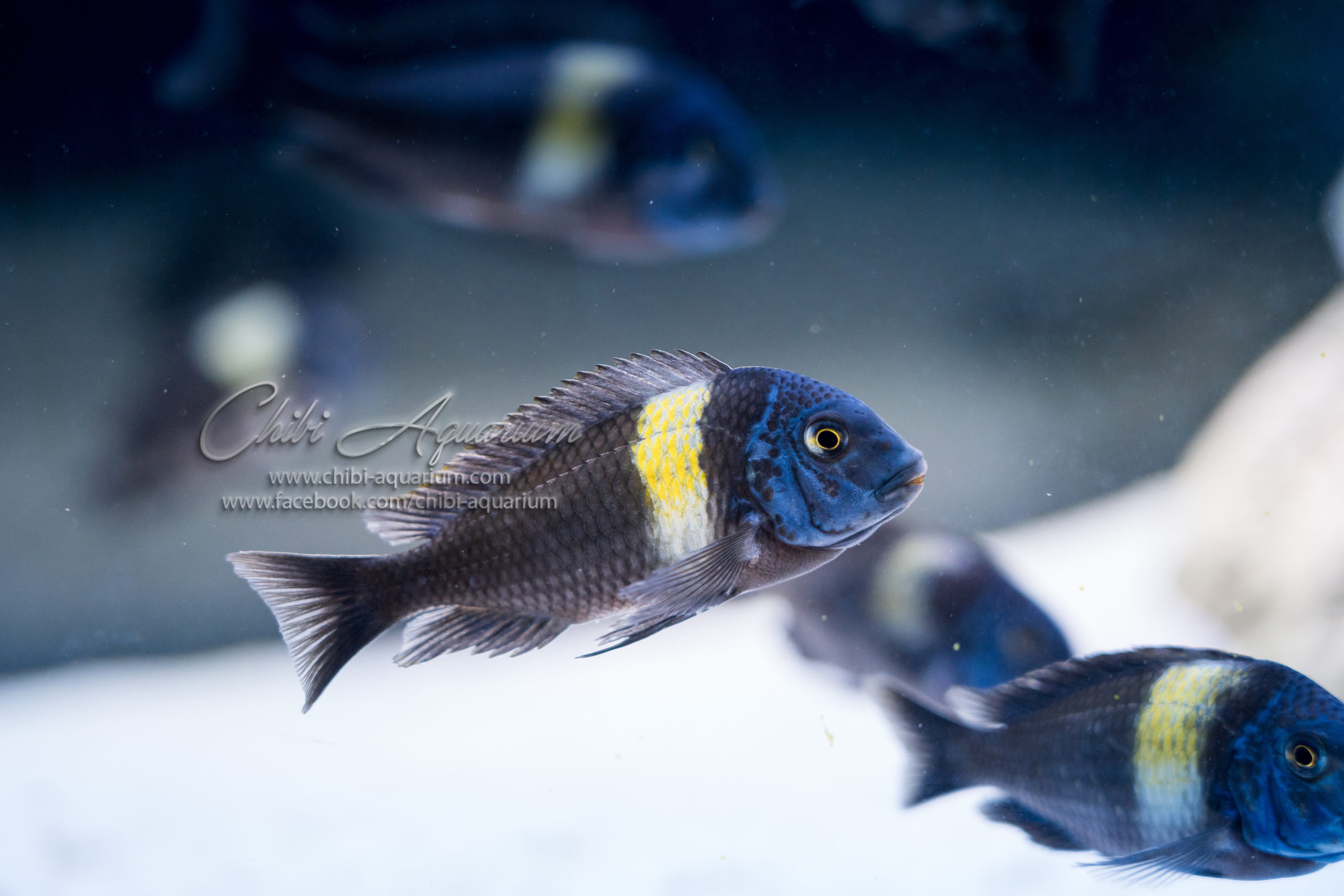 Tropheus Duboisi African Cichlids, African Cichlid, 43% OFF