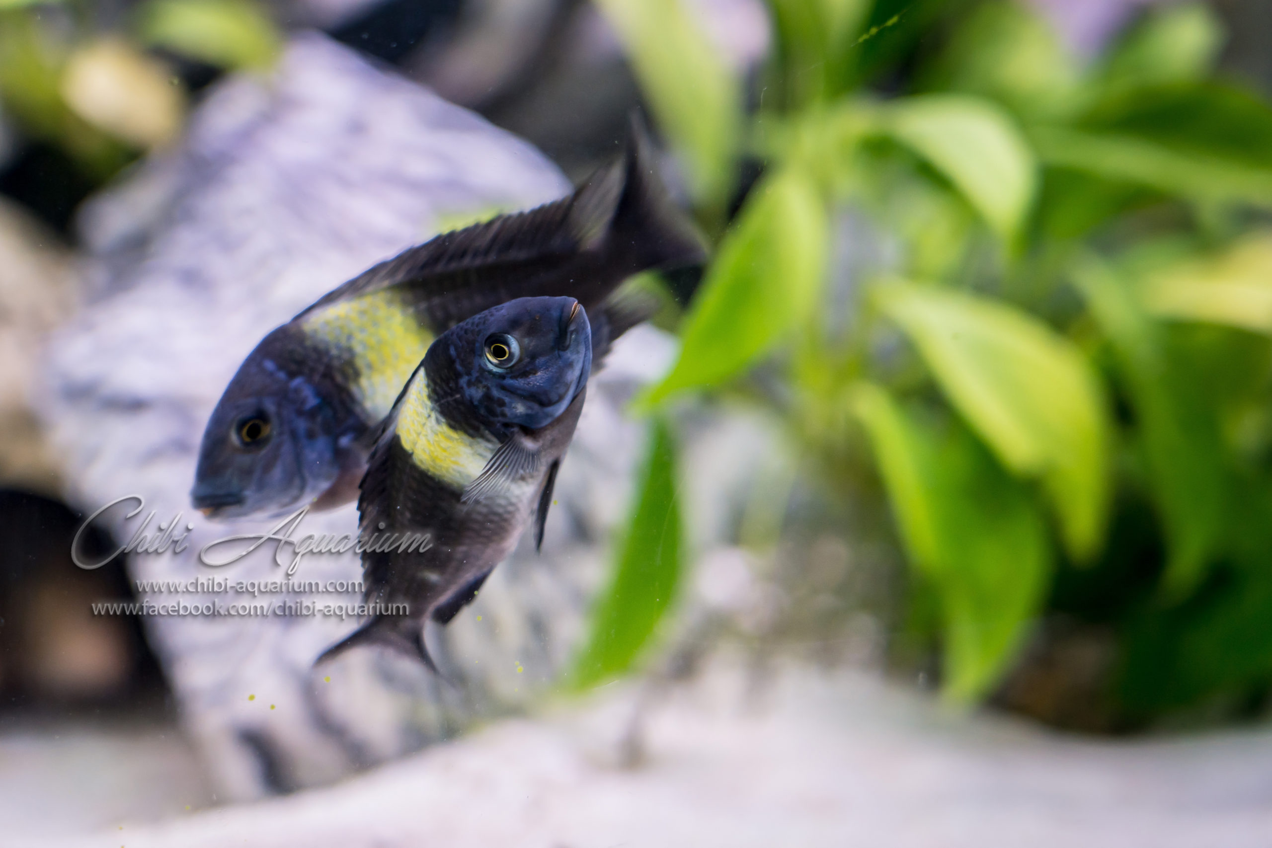 New Tropheus Duboisi Pics - Chibi-Aquarium