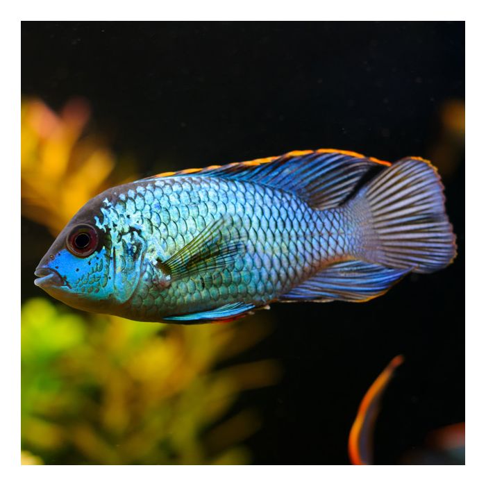 ELECTRIC BLUE ACARA - Chibi-Aquarium