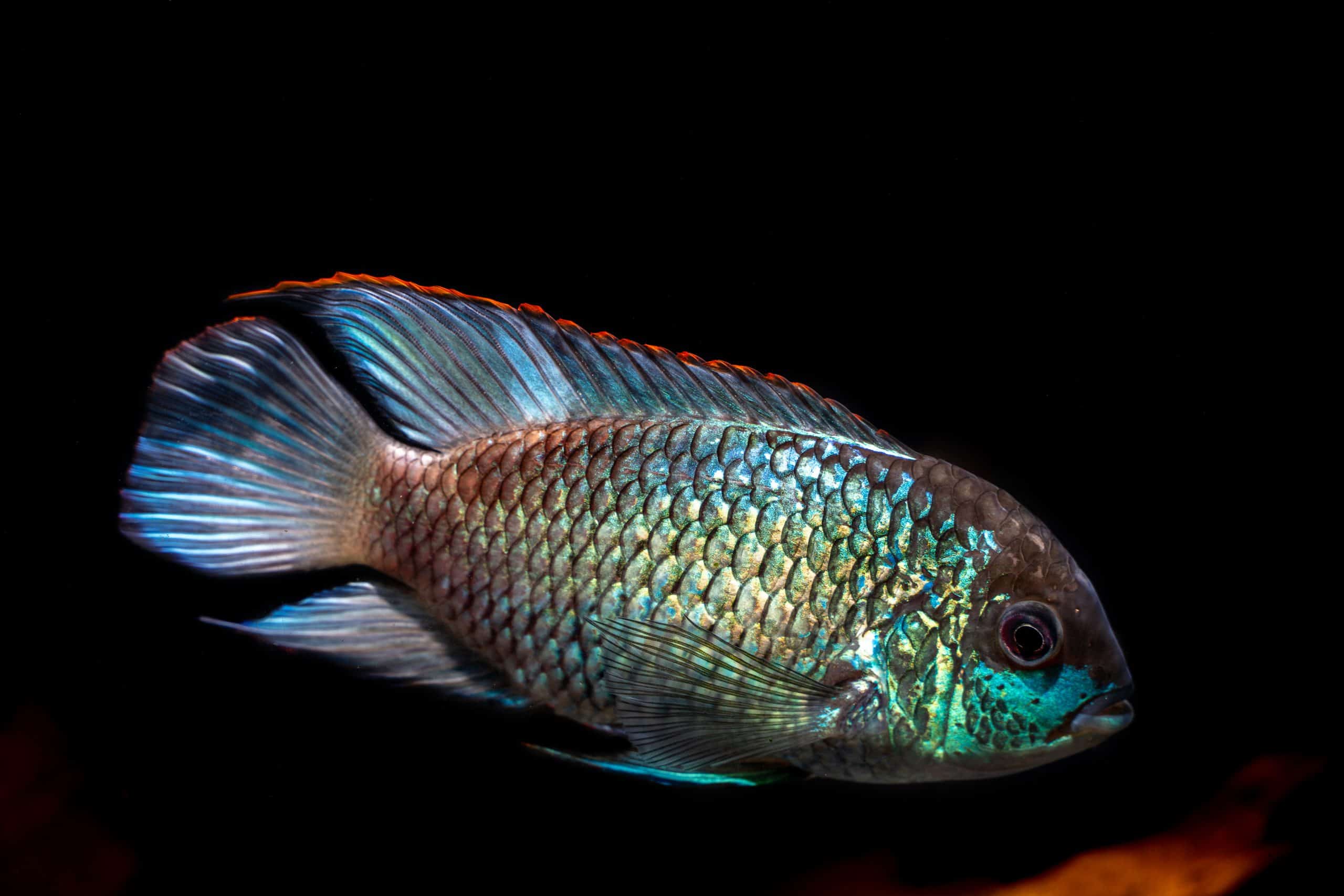 ELECTRIC BLUE ACARA - Chibi-Aquarium