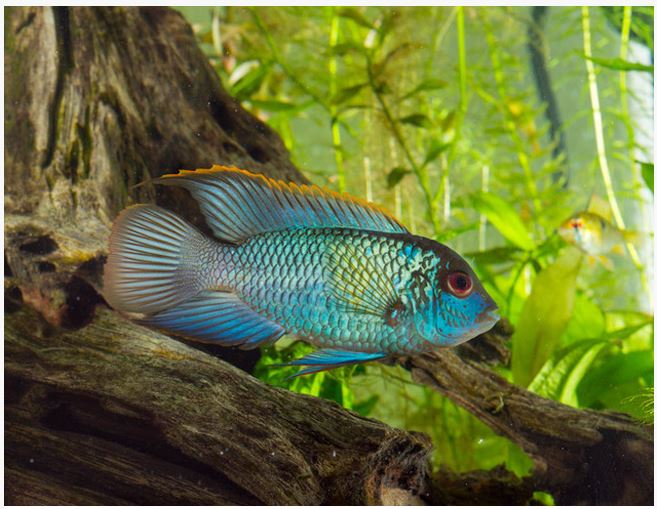 ELECTRIC BLUE ACARA - Chibi-Aquarium