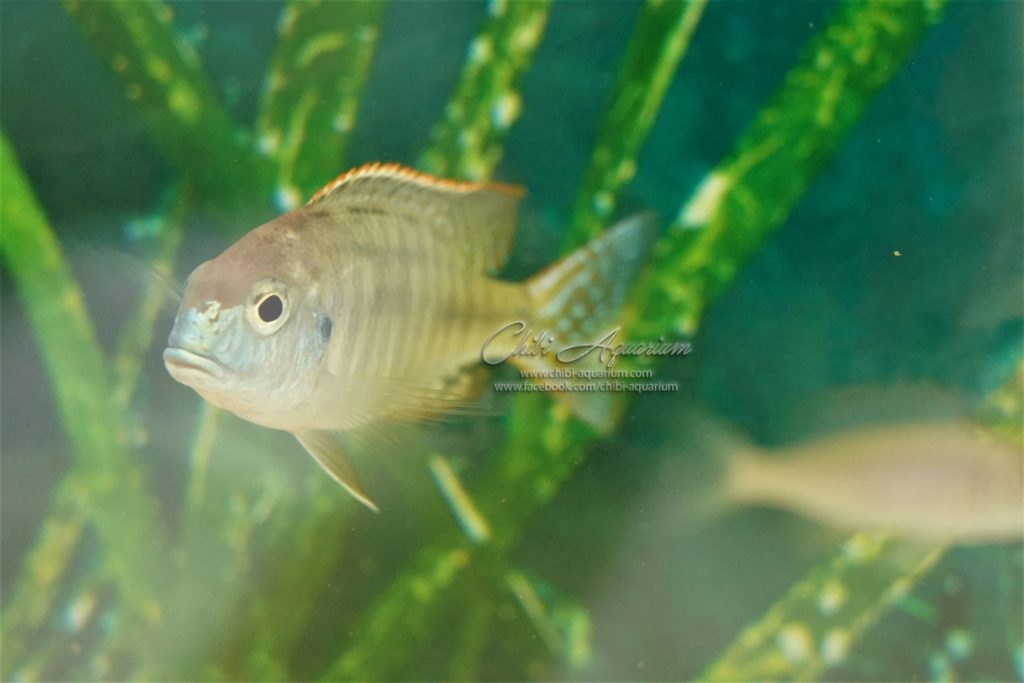 Male Red Caps Available! - Chibi-Aquarium
