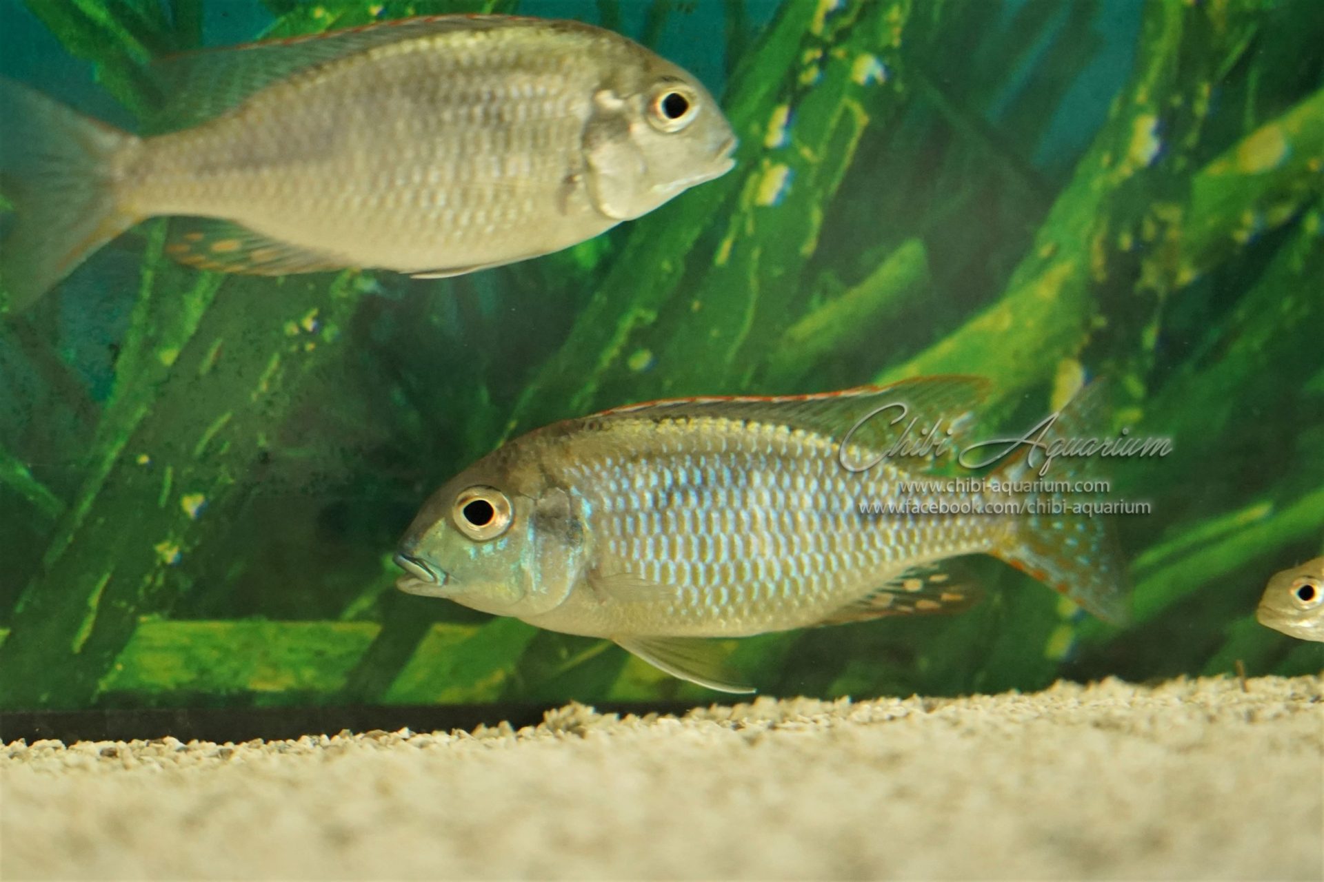 Male Red Caps Available! - Chibi-Aquarium