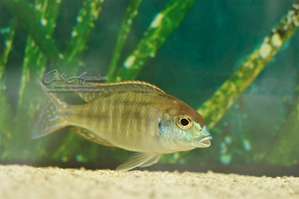 Male Red Caps Available! - Chibi-Aquarium