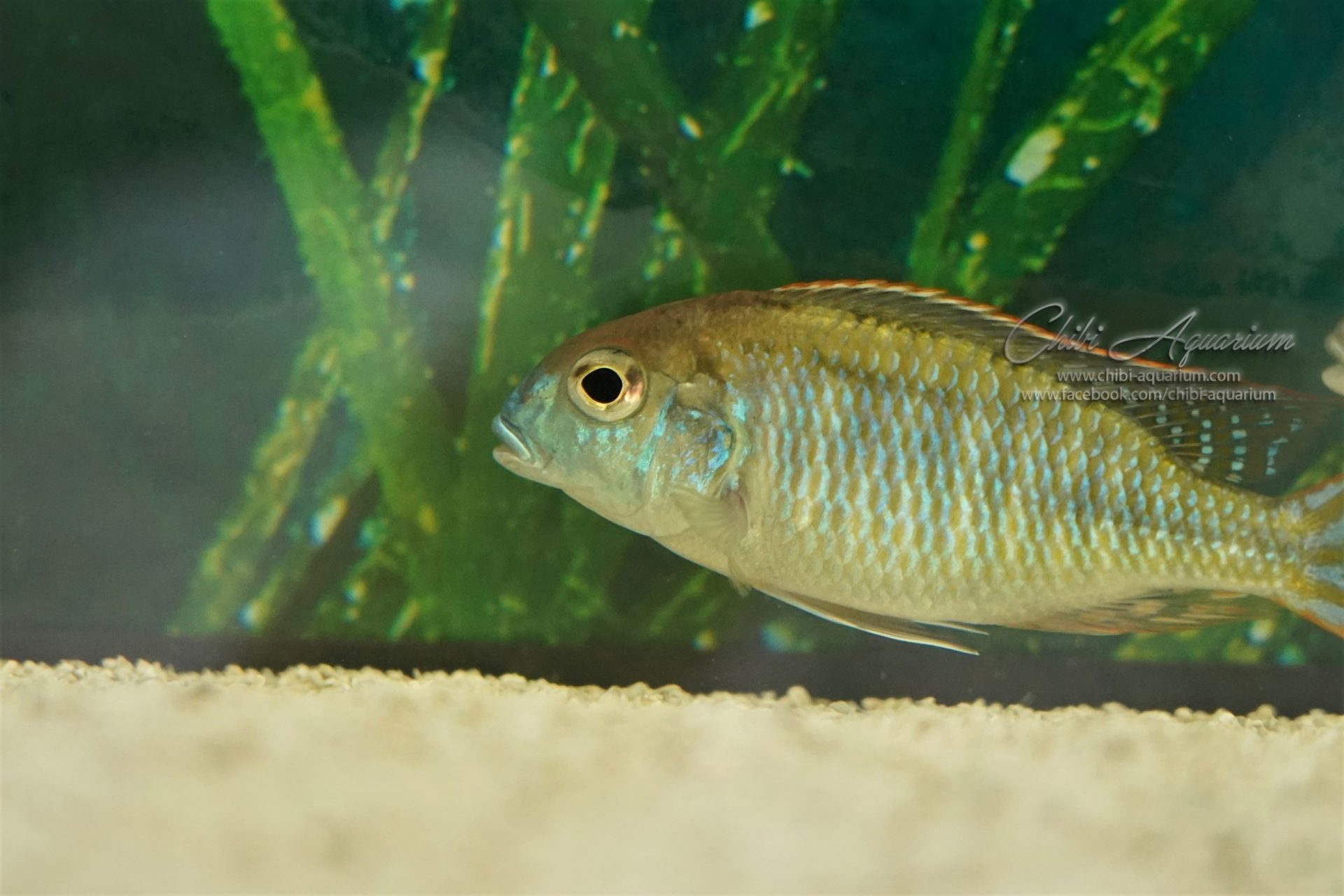 Male Red Caps Available! - Chibi-Aquarium
