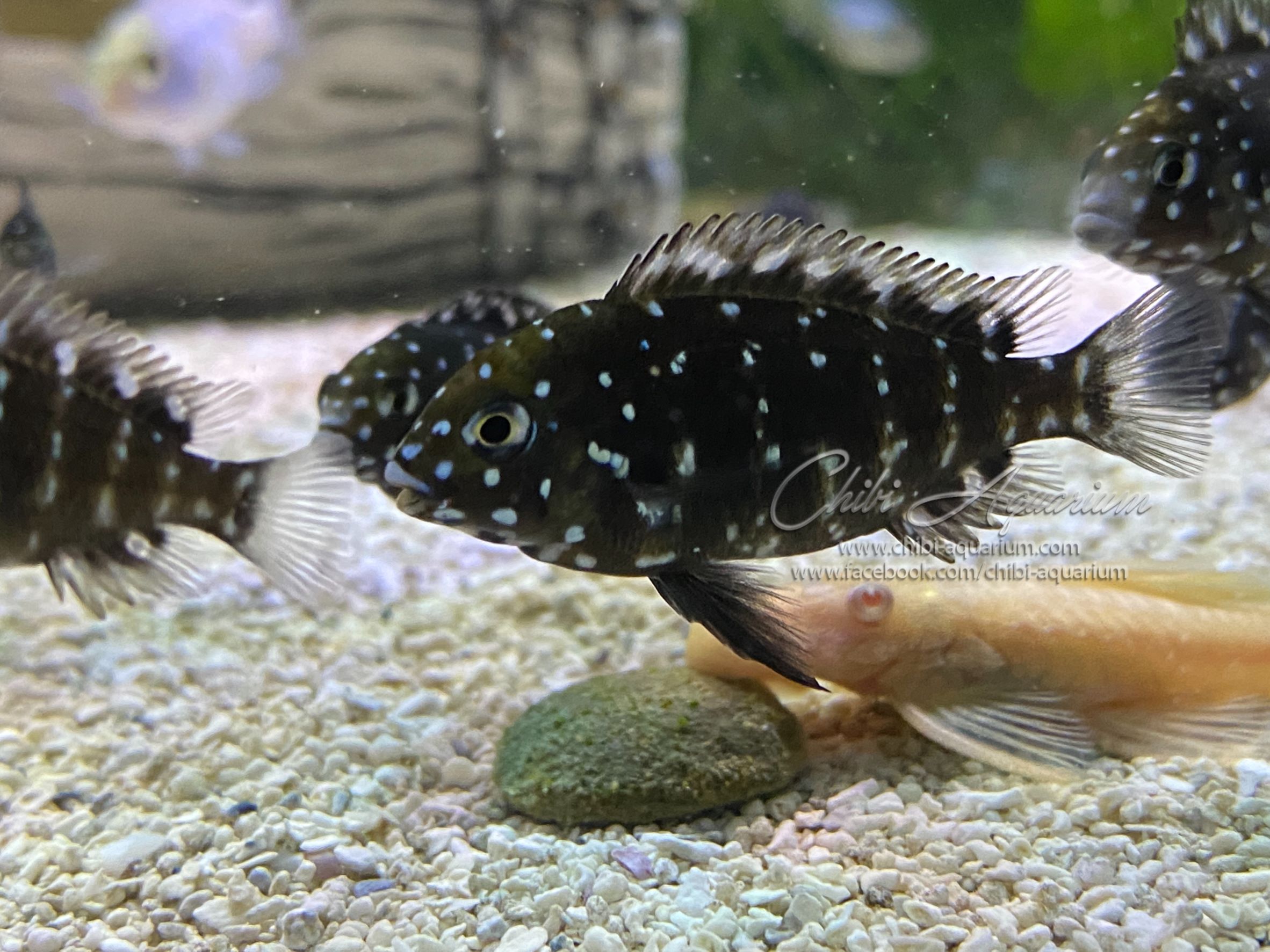 1" Tropheus Duboisi Looking Great! - Chibi-Aquarium