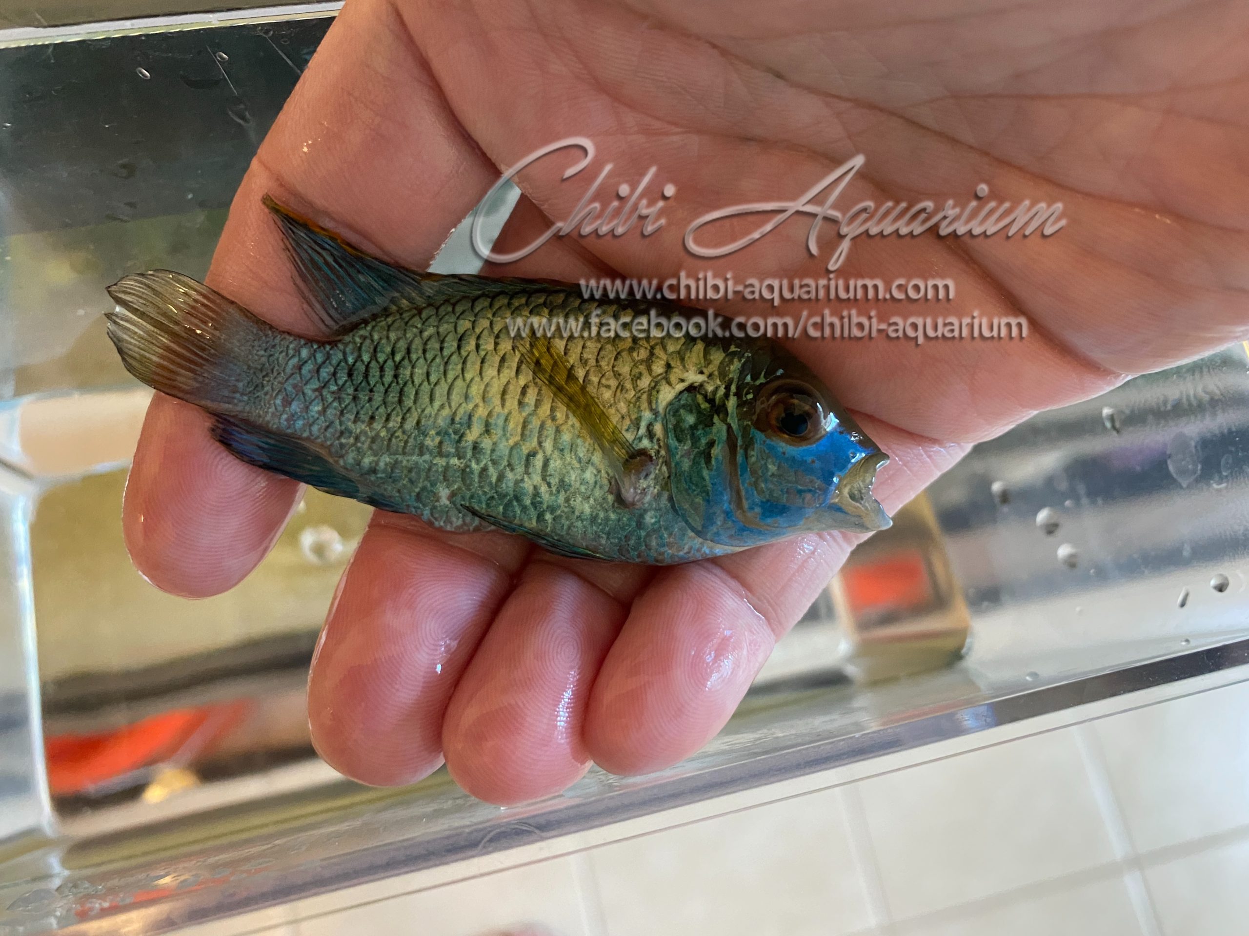 ELECTRIC BLUE ACARA - Chibi-Aquarium