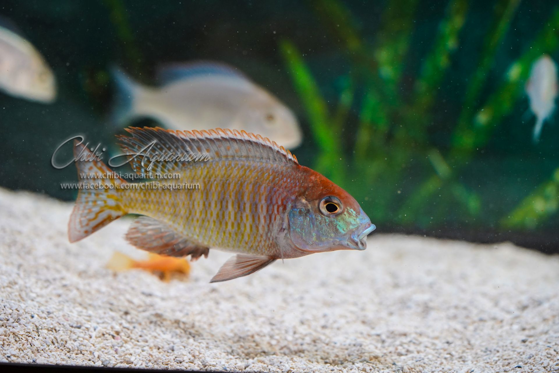 Adult Male Red Caps - Chibi-Aquarium