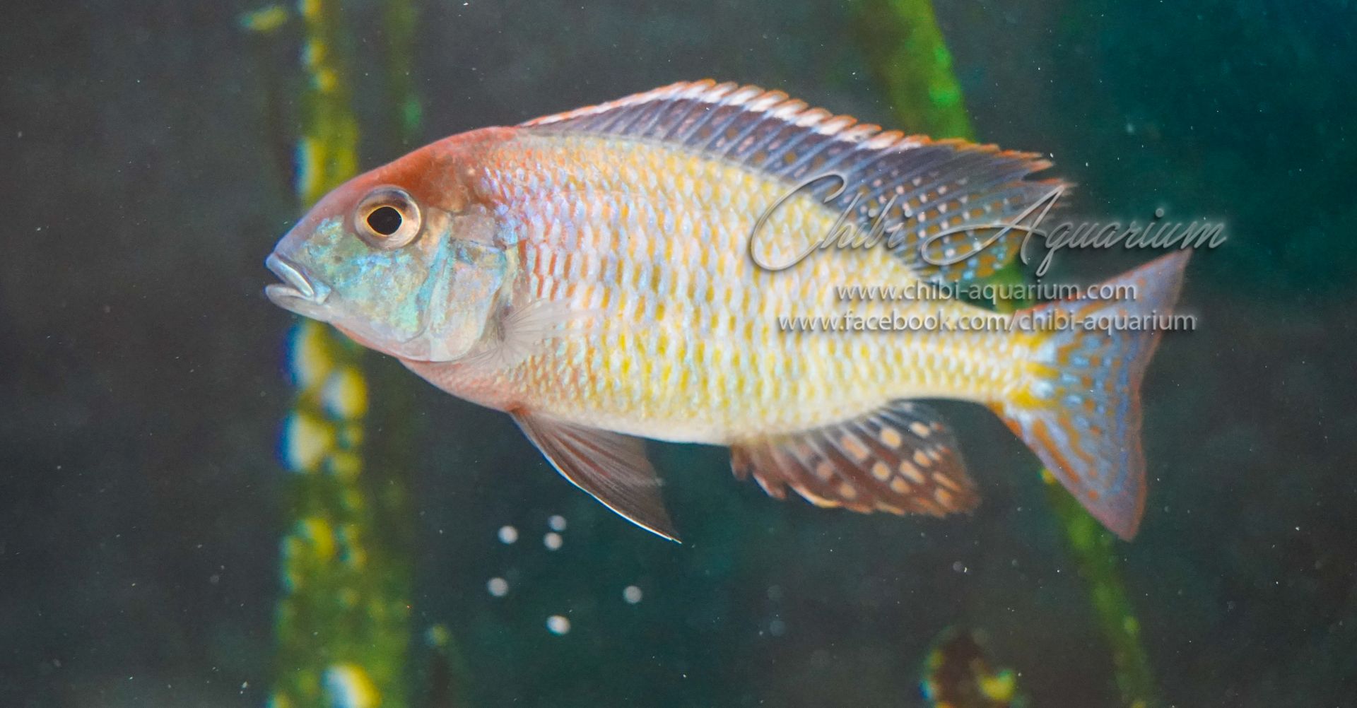 Adult Male Red Caps - Chibi-Aquarium