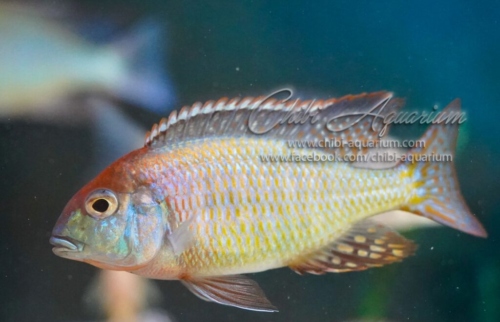 Adult Male Red Caps - Chibi-Aquarium