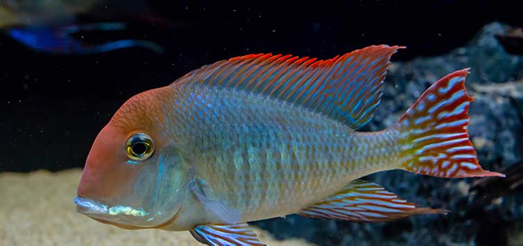 GEOPHAGUS CICHLID - Chibi-Aquarium