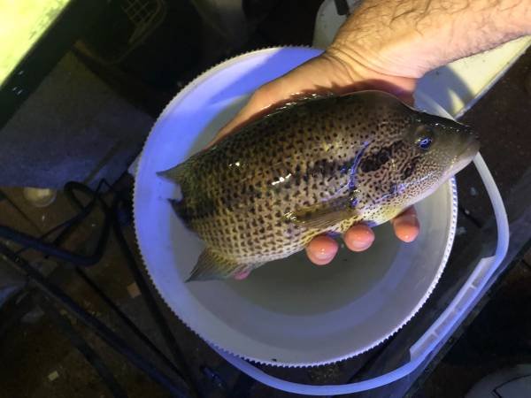 WOLF/DOVII CICHLID - Chibi-Aquarium