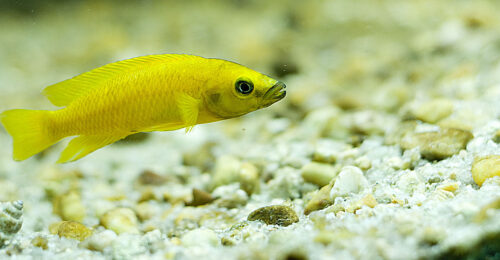 NEOLAMPROLOGUS LELEUPI - Chibi-Aquarium