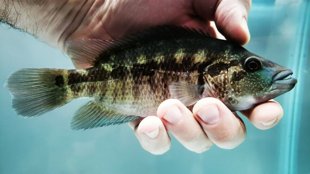 WOLF/DOVII CICHLID - Chibi-Aquarium