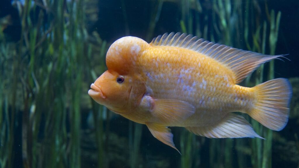 Red Devil Cichlid Chibi Aquarium