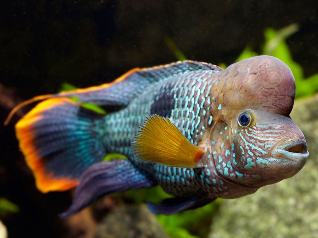 GREEN TERROR CICHLID - Chibi-Aquarium
