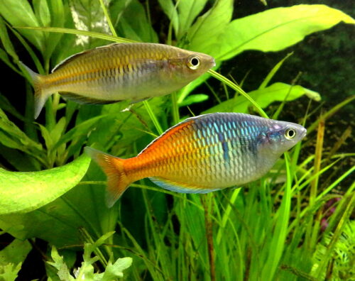BOESEMANI RAINBOW - Chibi-Aquarium