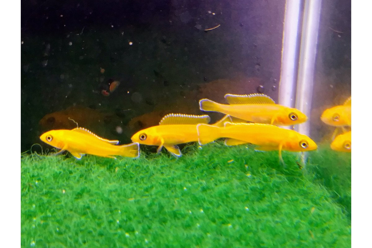 NEOLAMPROLOGUS LELEUPI - Chibi-Aquarium