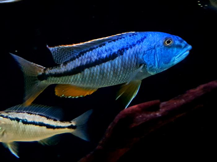 MALAWI HAWK CICHLID - Chibi-Aquarium
