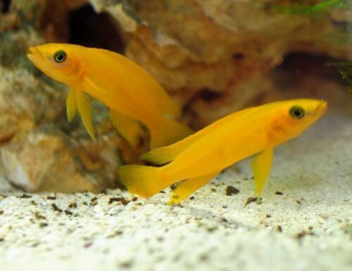 NEOLAMPROLOGUS LELEUPI - Chibi-Aquarium