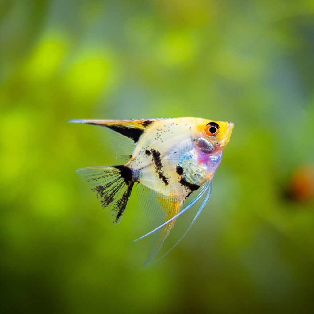ANGEL FISH - Chibi-Aquarium