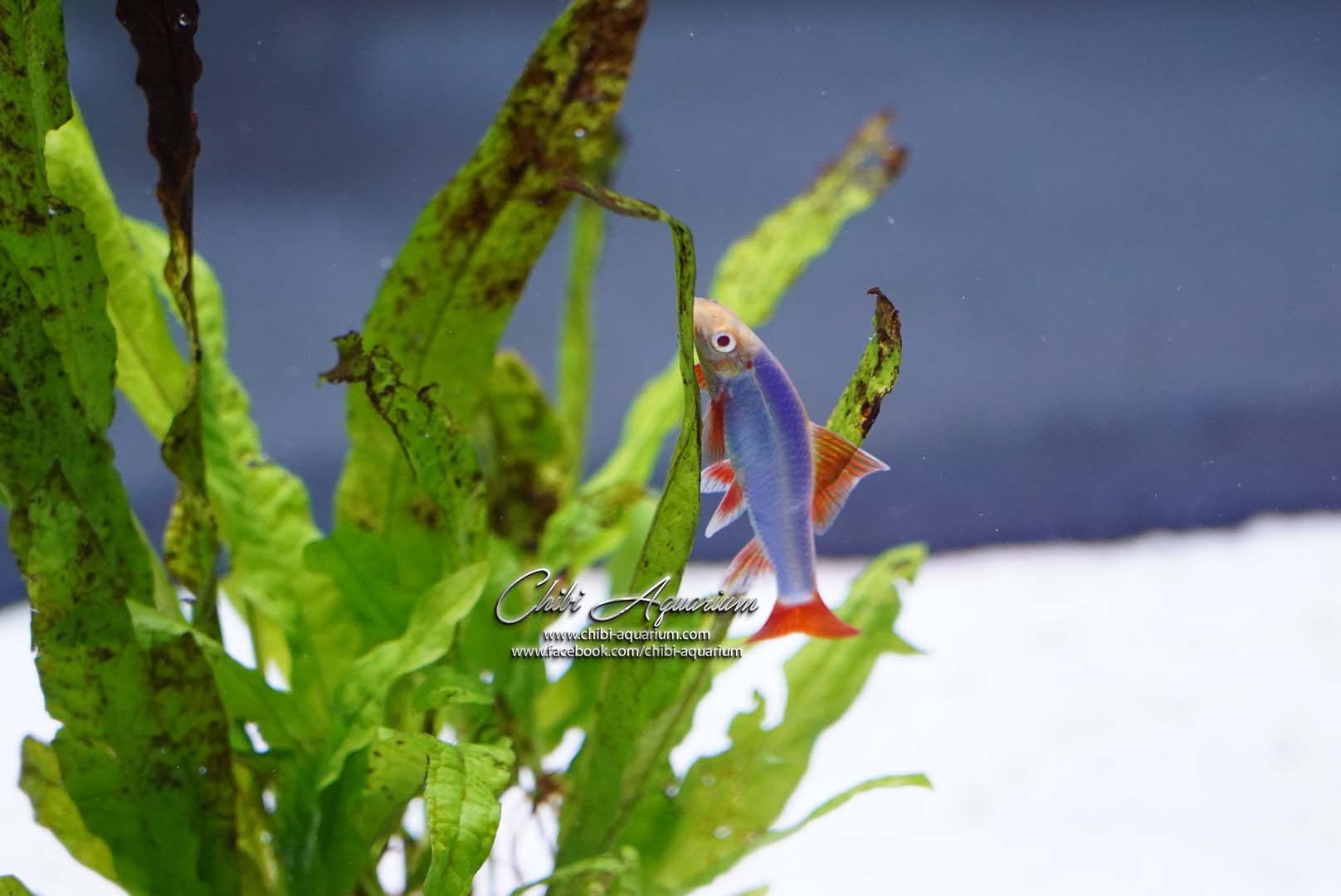 FRESHWATER SHARKS - Chibi-Aquarium