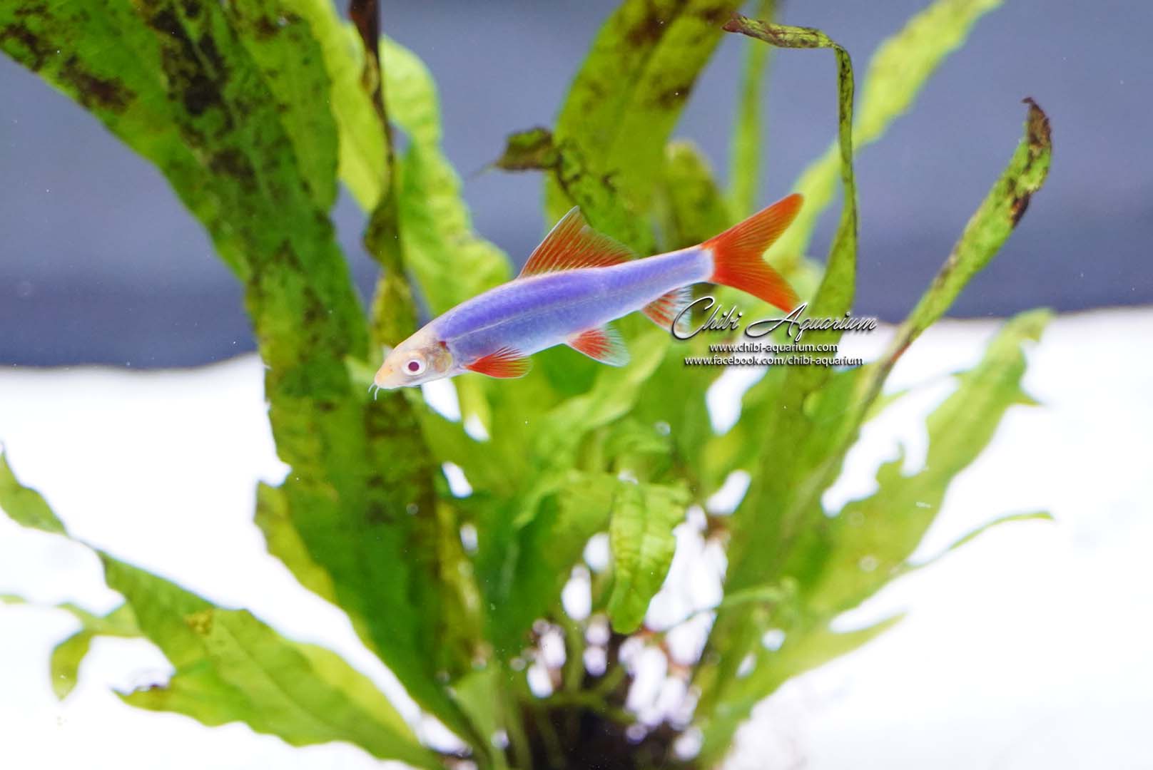 FRESHWATER SHARKS - Chibi-Aquarium