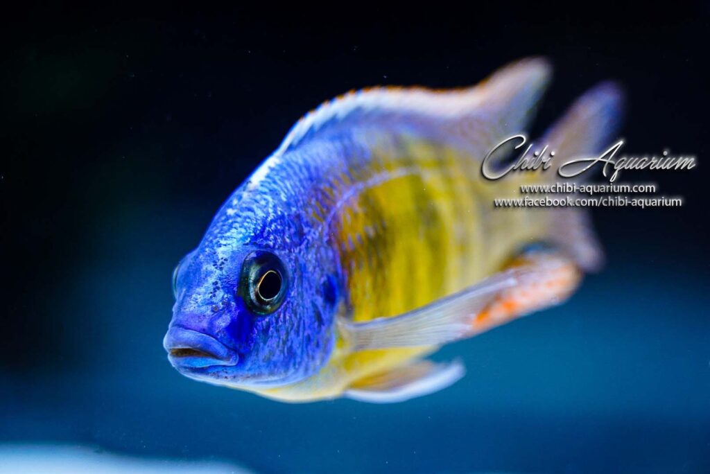 PROTOMELAS SP. STEVENI - Chibi-Aquarium
