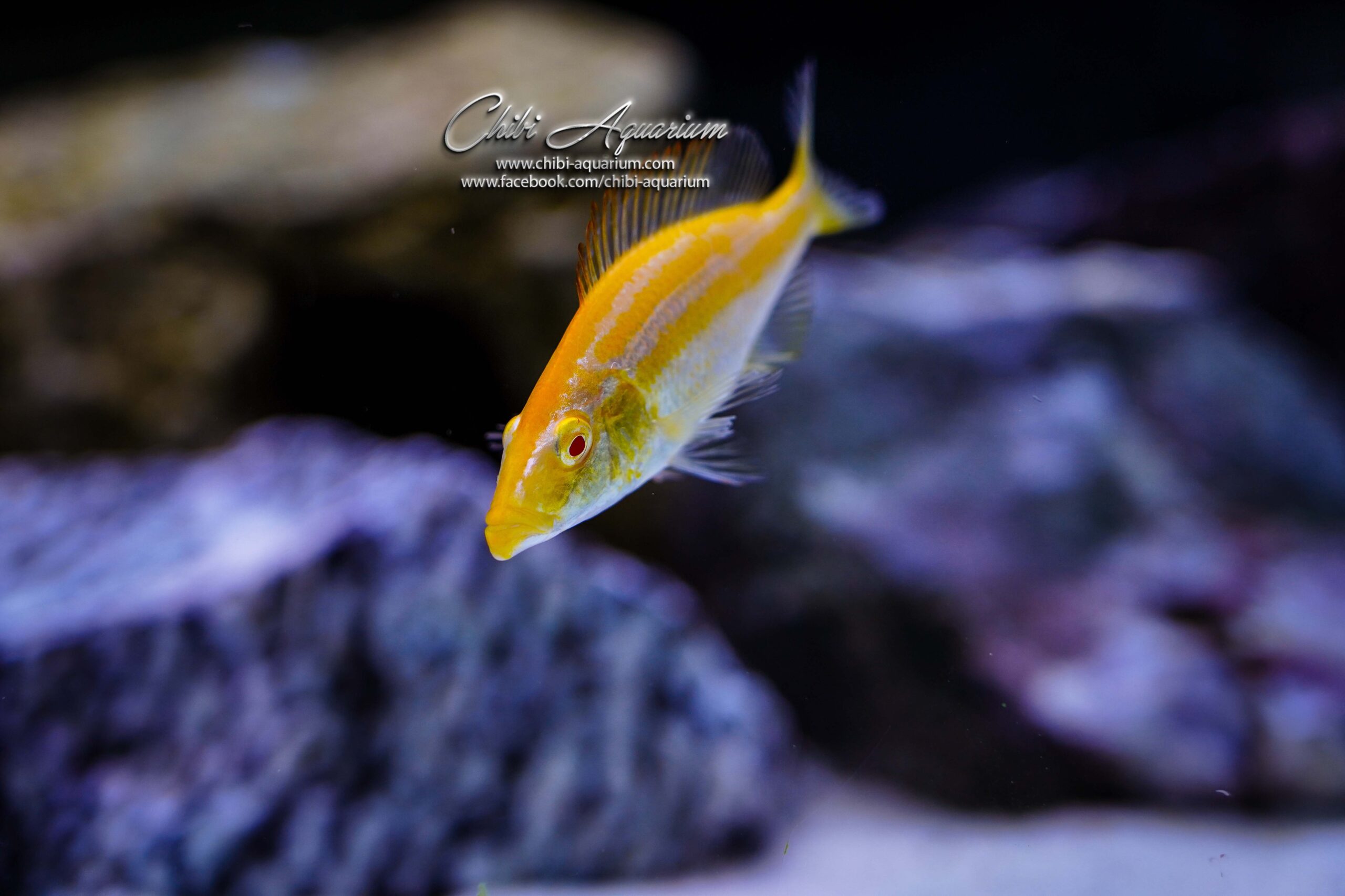 MALAWI EYEBITER - Chibi-Aquarium