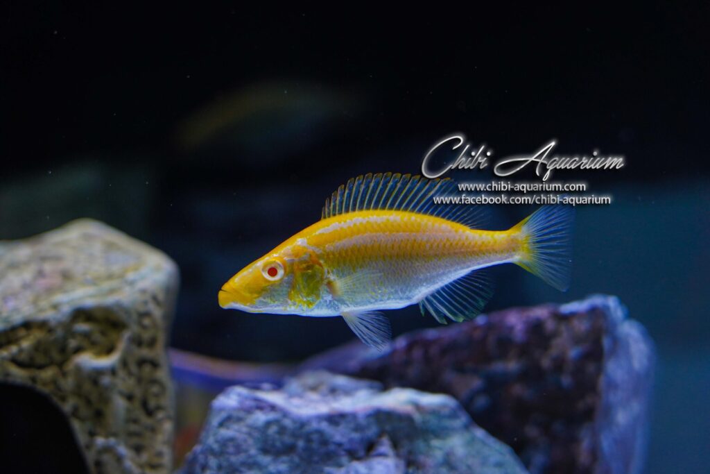 MALAWI EYEBITER - Chibi-Aquarium