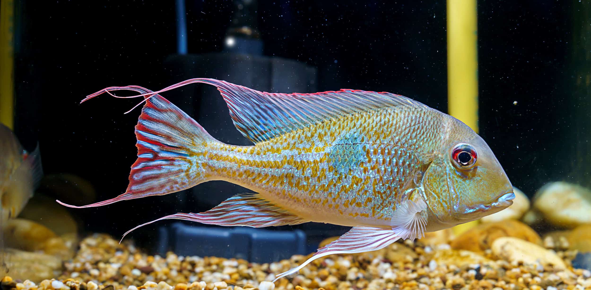 GEOPHAGUS CICHLID - Chibi-Aquarium
