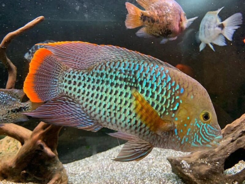 GREEN TERROR CICHLID - Chibi-Aquarium