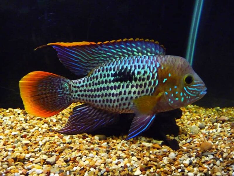 GREEN TERROR CICHLID - Chibi-Aquarium