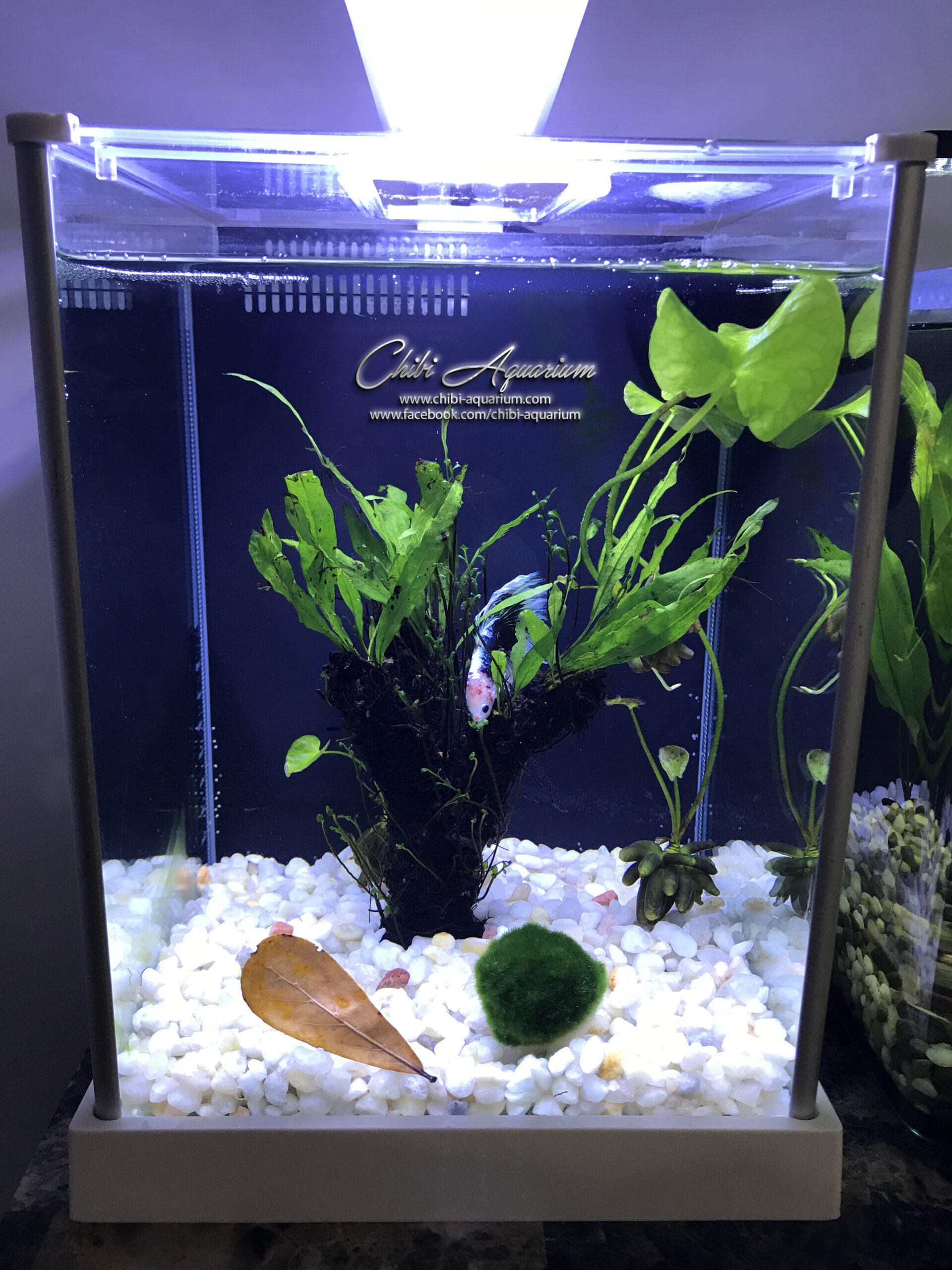 BETTA FISH - Chibi-Aquarium