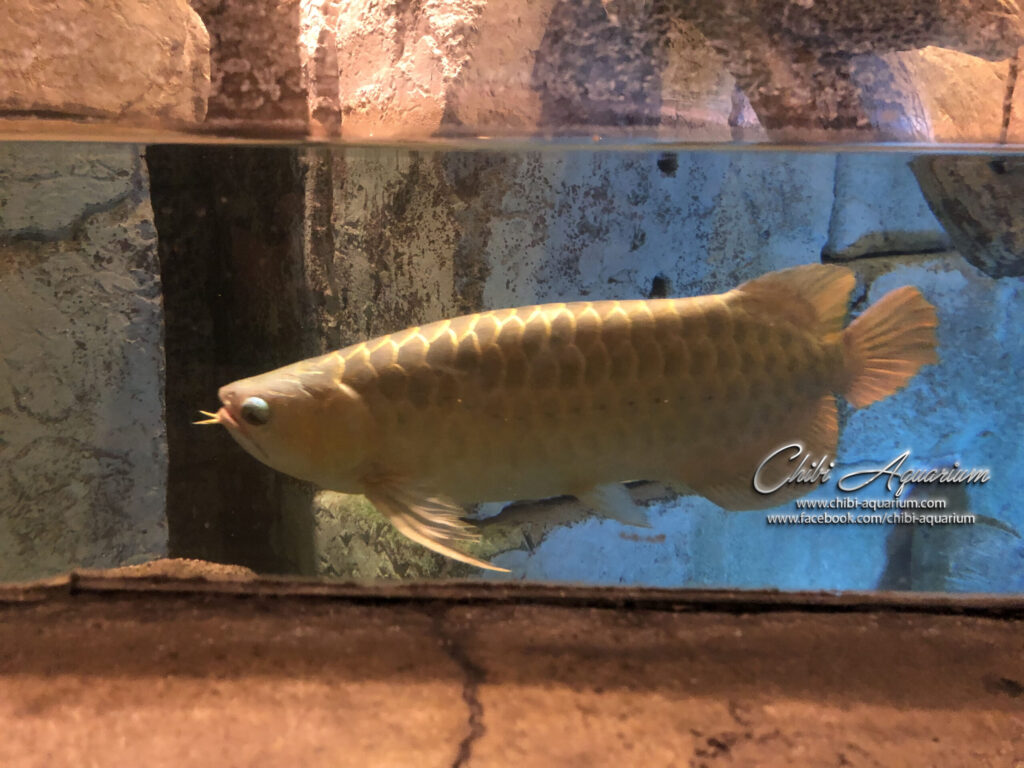 AROWANA FISH - Chibi-Aquarium
