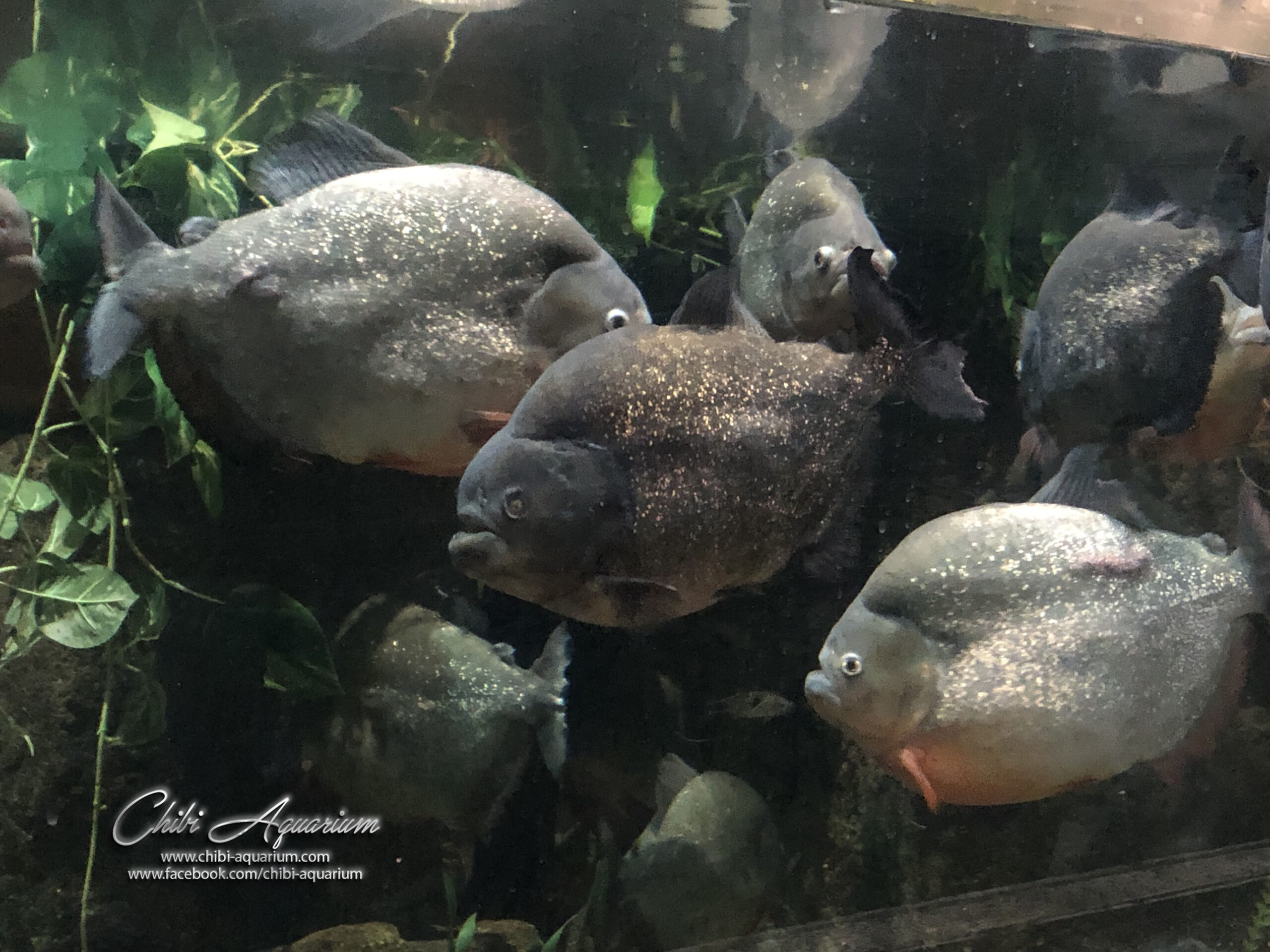 PACU FISH - Chibi-Aquarium